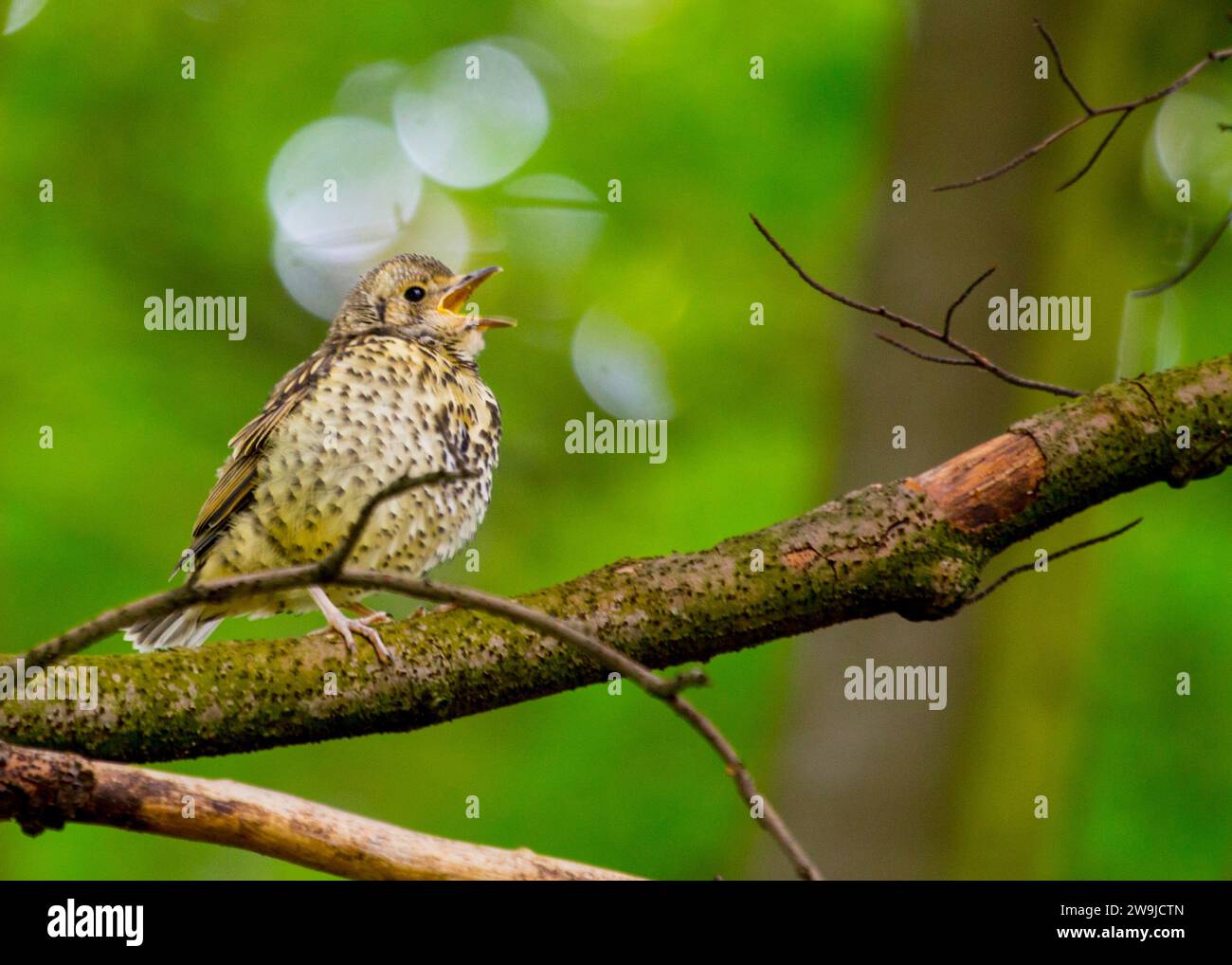 Song Thrush spotted in the wild in Dublin, Ireland Stock Photo - Alamy