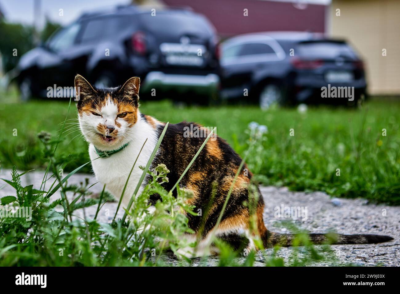 Curl of lips of grinning female calico cat as she sits on concrete ...