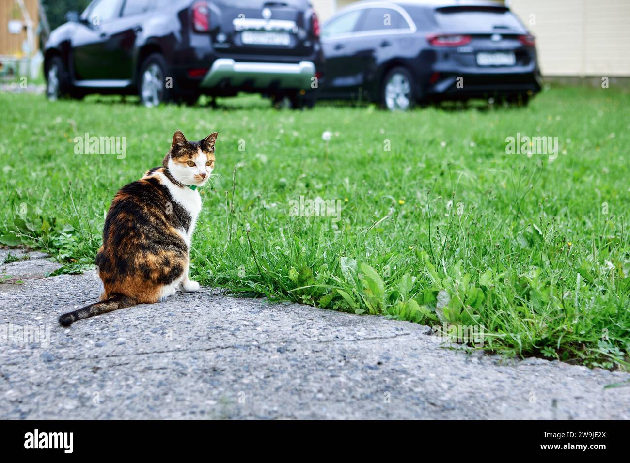 Calico cat with tri-color coats which include black, orange and white ...