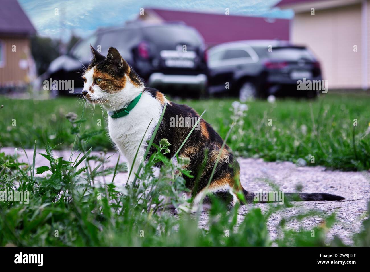 Green flea collar is placed on female calico cat sitting on cement ...