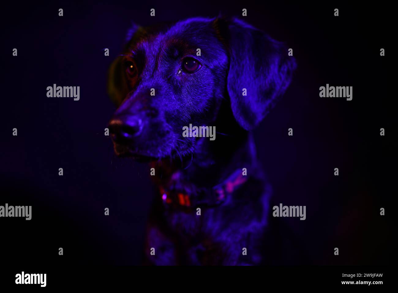 A black puppu in the studio Stock Photo - Alamy