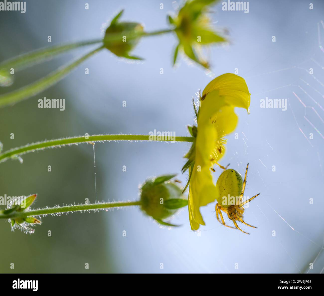 Spiders in south italy hi-res stock photography and images - Alamy