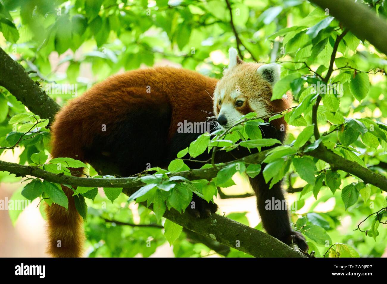 Red panda (Ailurus fulgens) in a tree, captive, distribution Himalaya ...