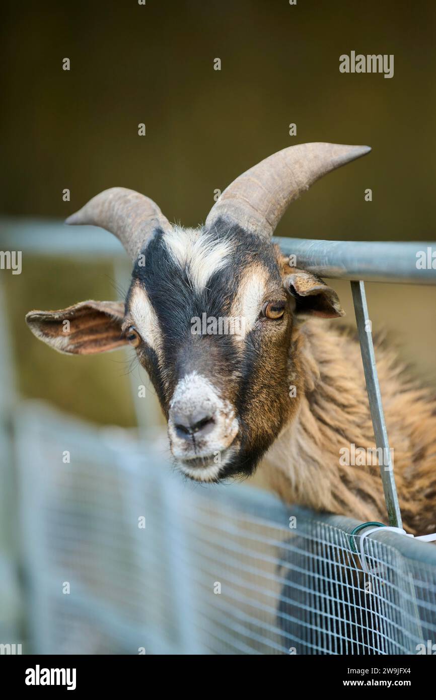 Domestic goat looking over fence hi-res stock photography and images ...