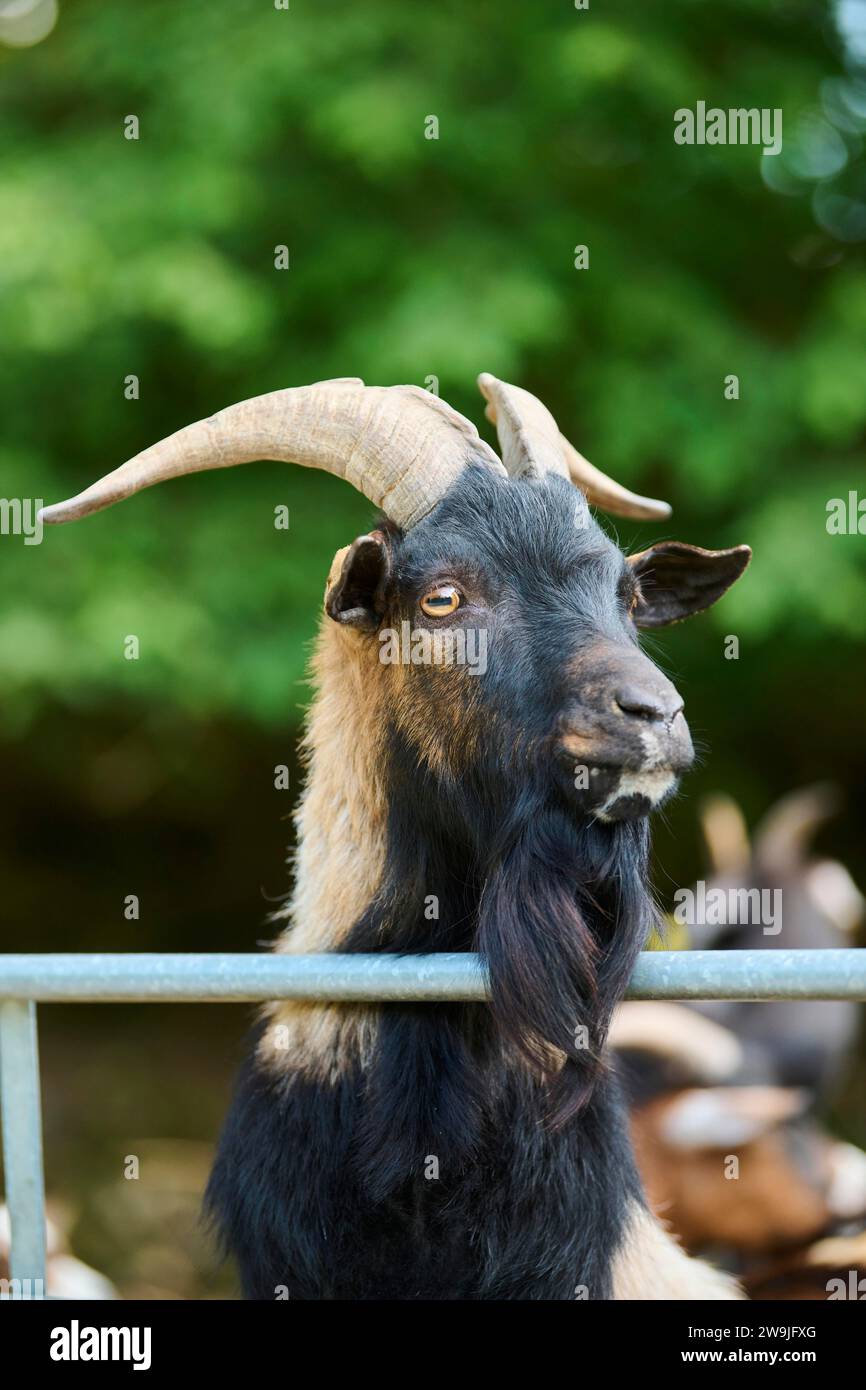 Domestic goat looking over fence hi-res stock photography and images ...