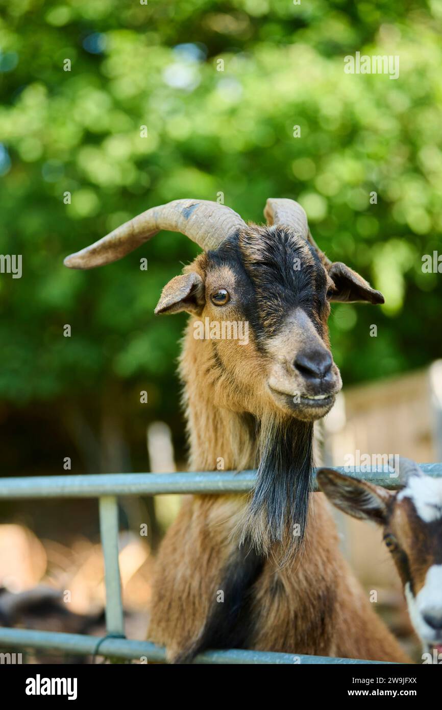 Domestic goat looking over fence hi-res stock photography and images ...