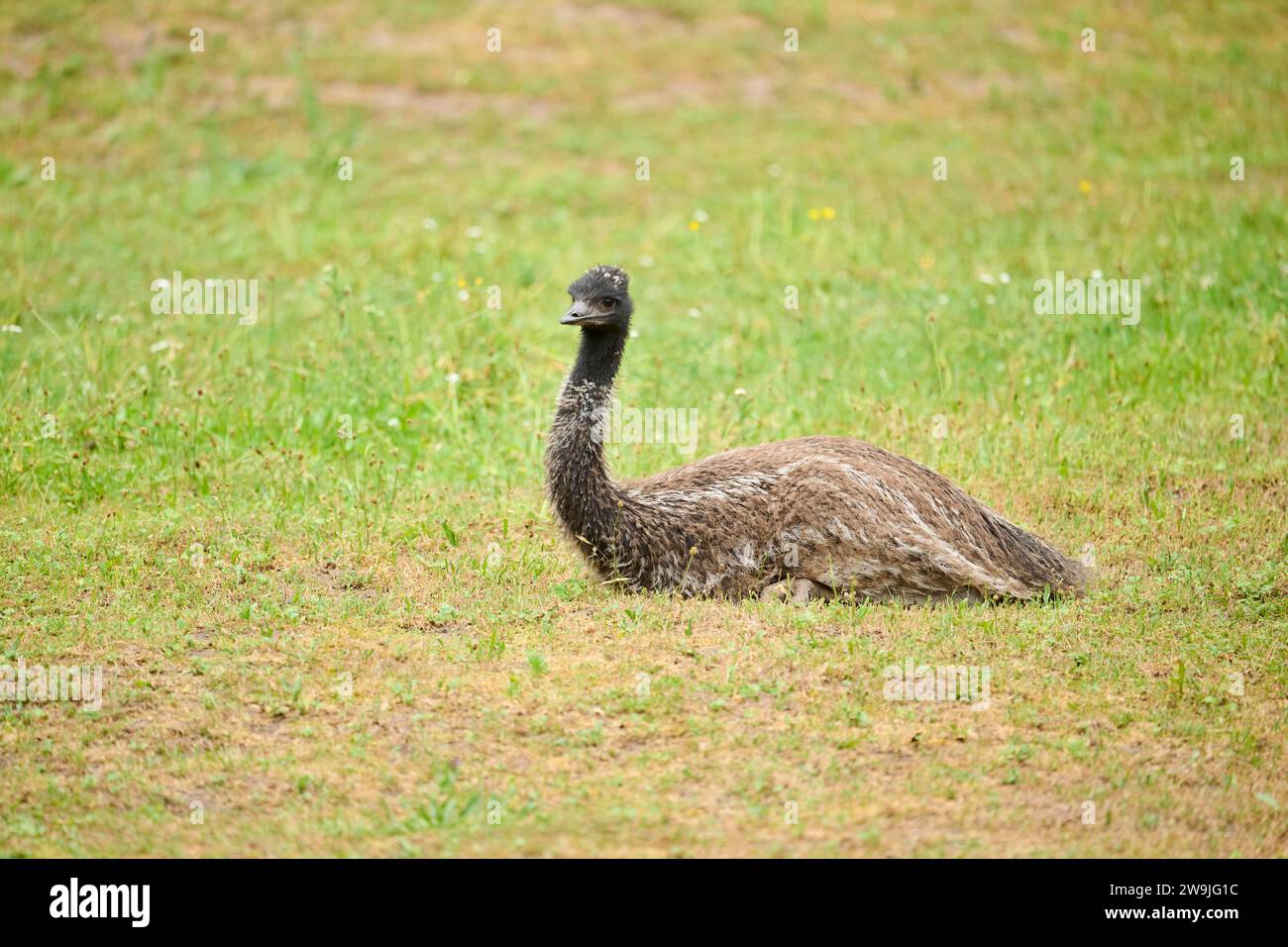 Common ostrich (Struthio camelus) youngster lying on a meadwo, captive ...