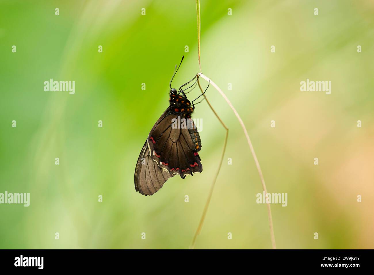 Gold rim swallowtail (Battus polydamas) in a greenhouse, Bavaria ...