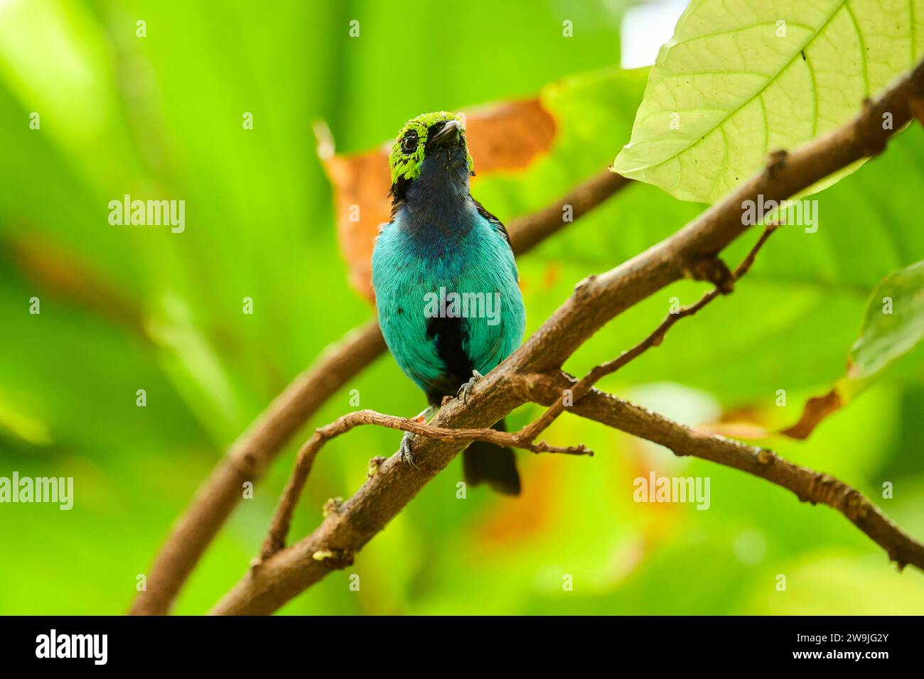 Paradise tanager (Tangara chilensis) sitting on a branch, Bavaria ...