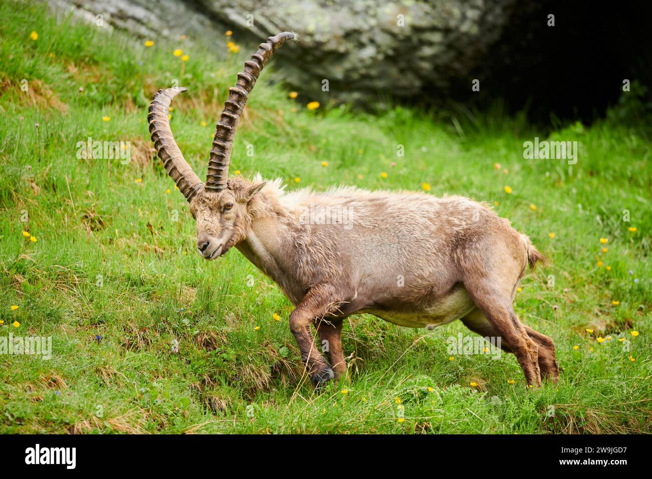 Alpine ibex (Capra ibex) male on a meadow in early summer ...