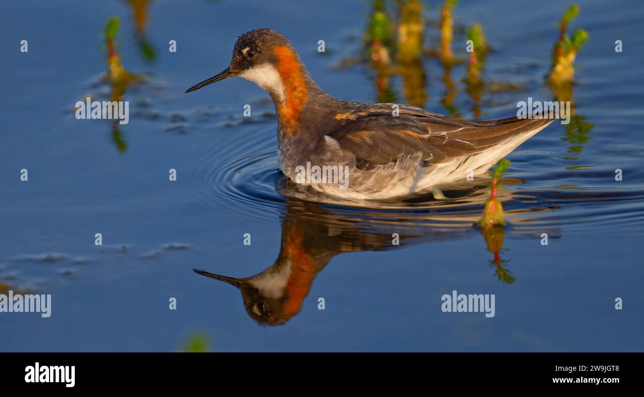 Red-necked phalarope (Phalaropus lobatus), female, in splendid plumage ...