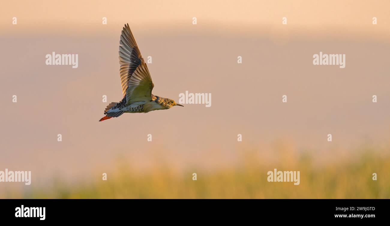 Ruff in flight hi-res stock photography and images - Alamy
