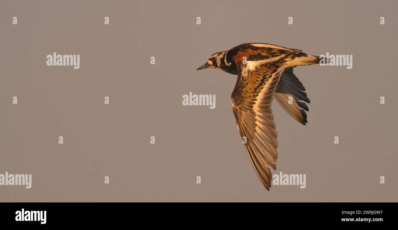 Ruddy turnstone (Arenaria interpres) in flight, male, Varanger ...