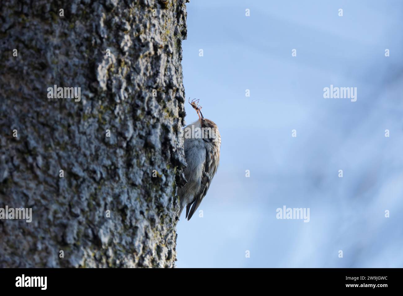 Short-toed treecreeper (Certhia brachydactyla) on a tree trunk with a ...