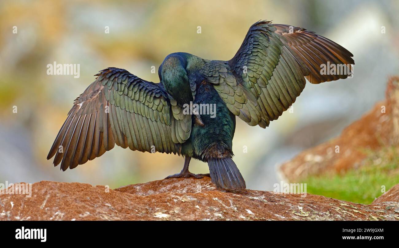 Common shag (Gulosus aristotelis) (syn. Phalacrocorax aristotelis) with ...