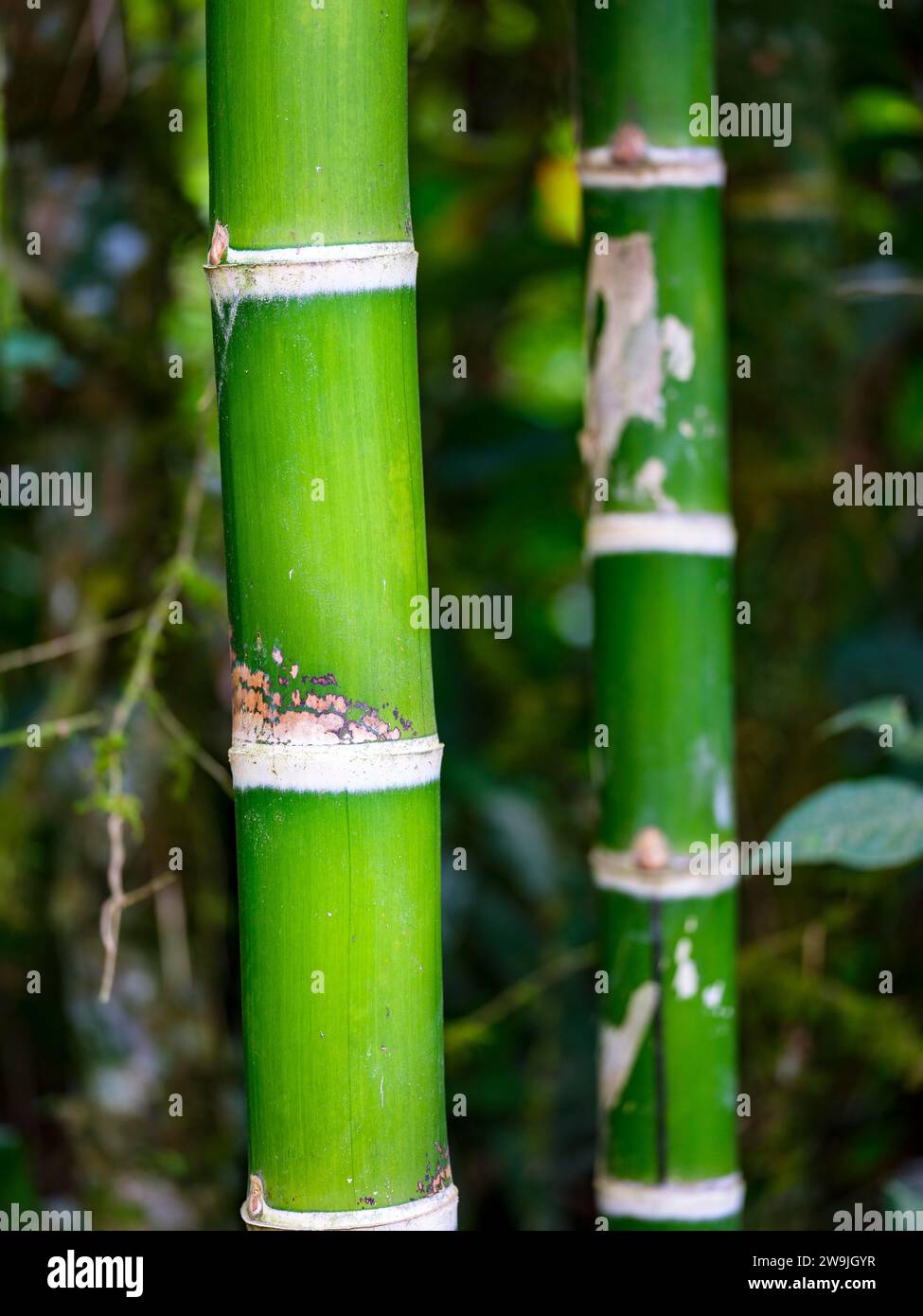 Bamboo trunk, close-up, Mindo, Pichincha province, Ecuador Stock Photo ...