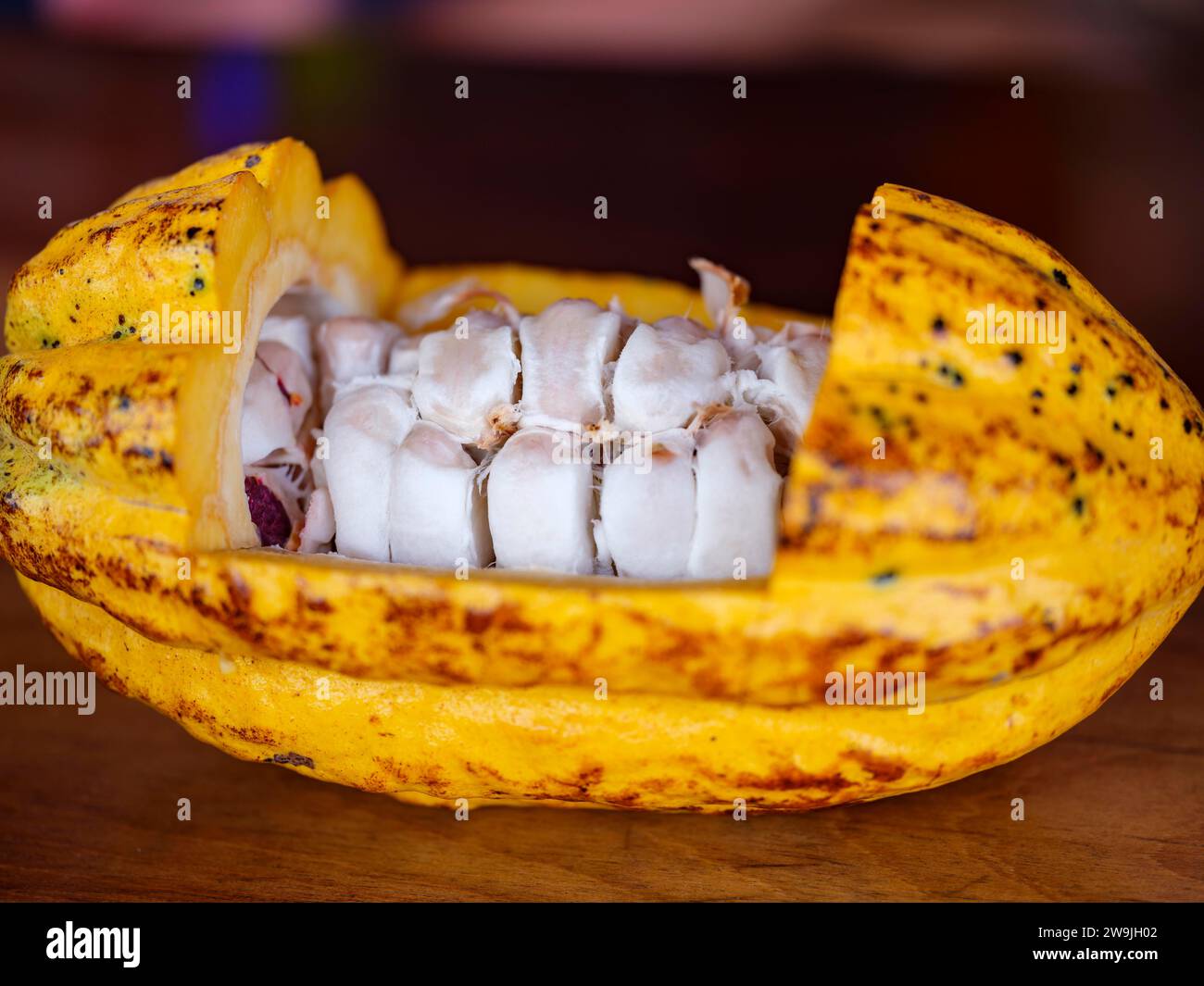 Cocoa beans inside the cut open cocoa plant, Mindo, Pichincha province ...