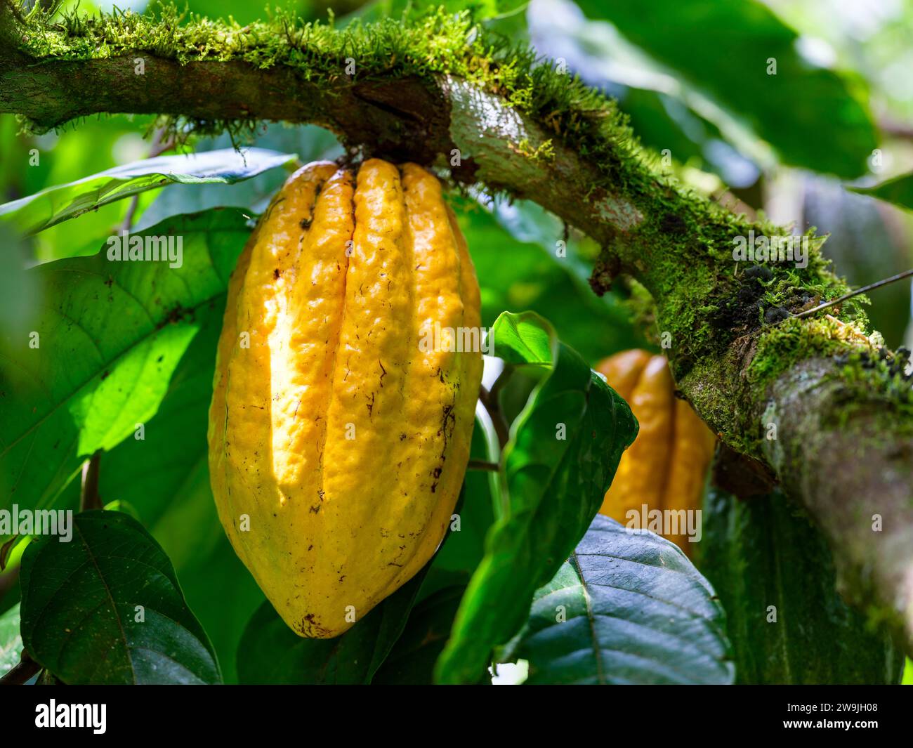 Cocoa plant (theobroma cacao), for the production of cocoa, Mindo ...