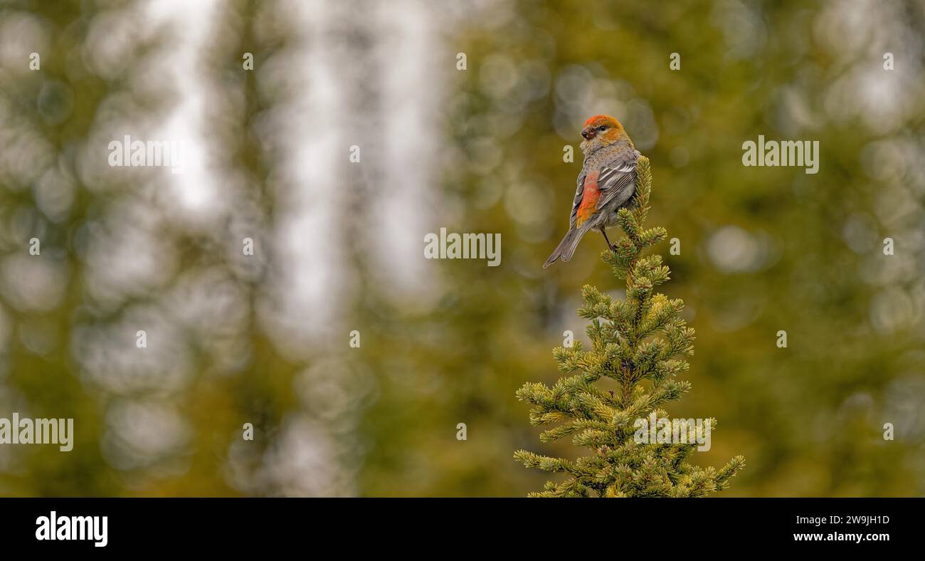 Pine grosbeak fir hi-res stock photography and images - Alamy