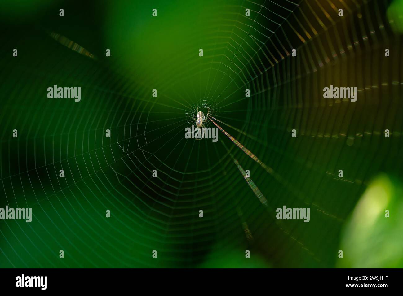 Spider's web with spider in the centre, light reflections in the spider ...