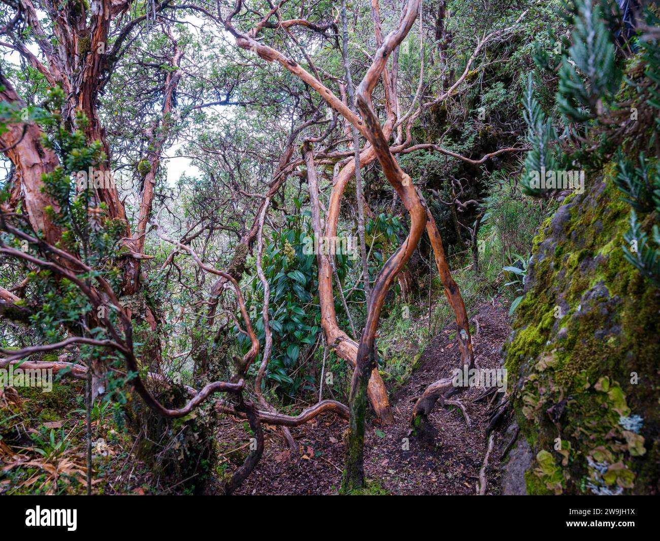 Cloud forest at Pasochoa, Pichincha province, Ecuador Stock Photo - Alamy