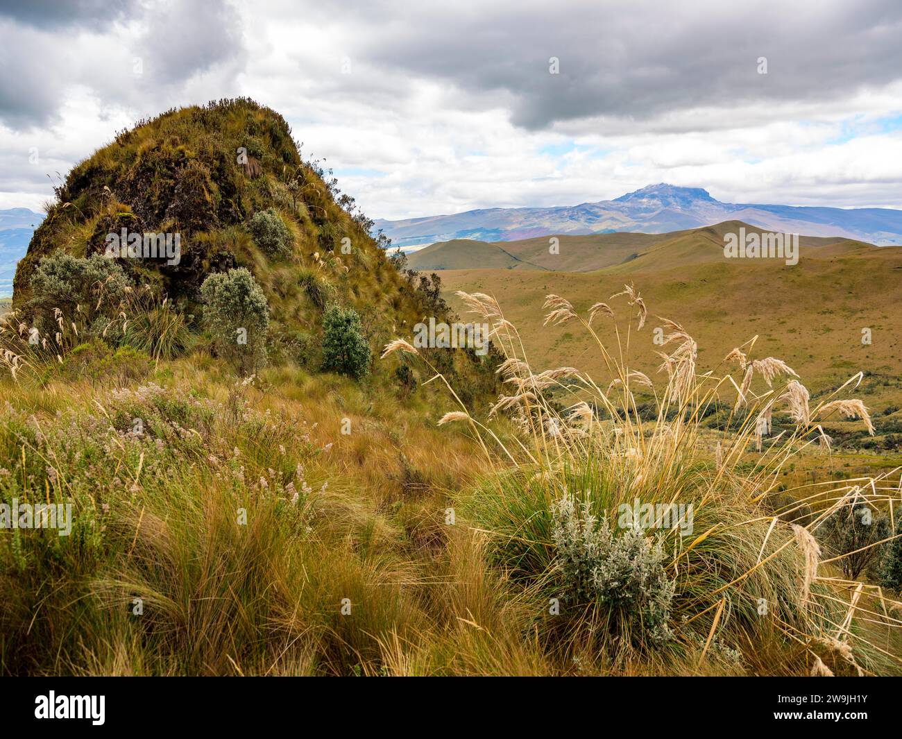 Paramo landscape on the Pasochoa, Pichincha province, Ecuador Stock ...