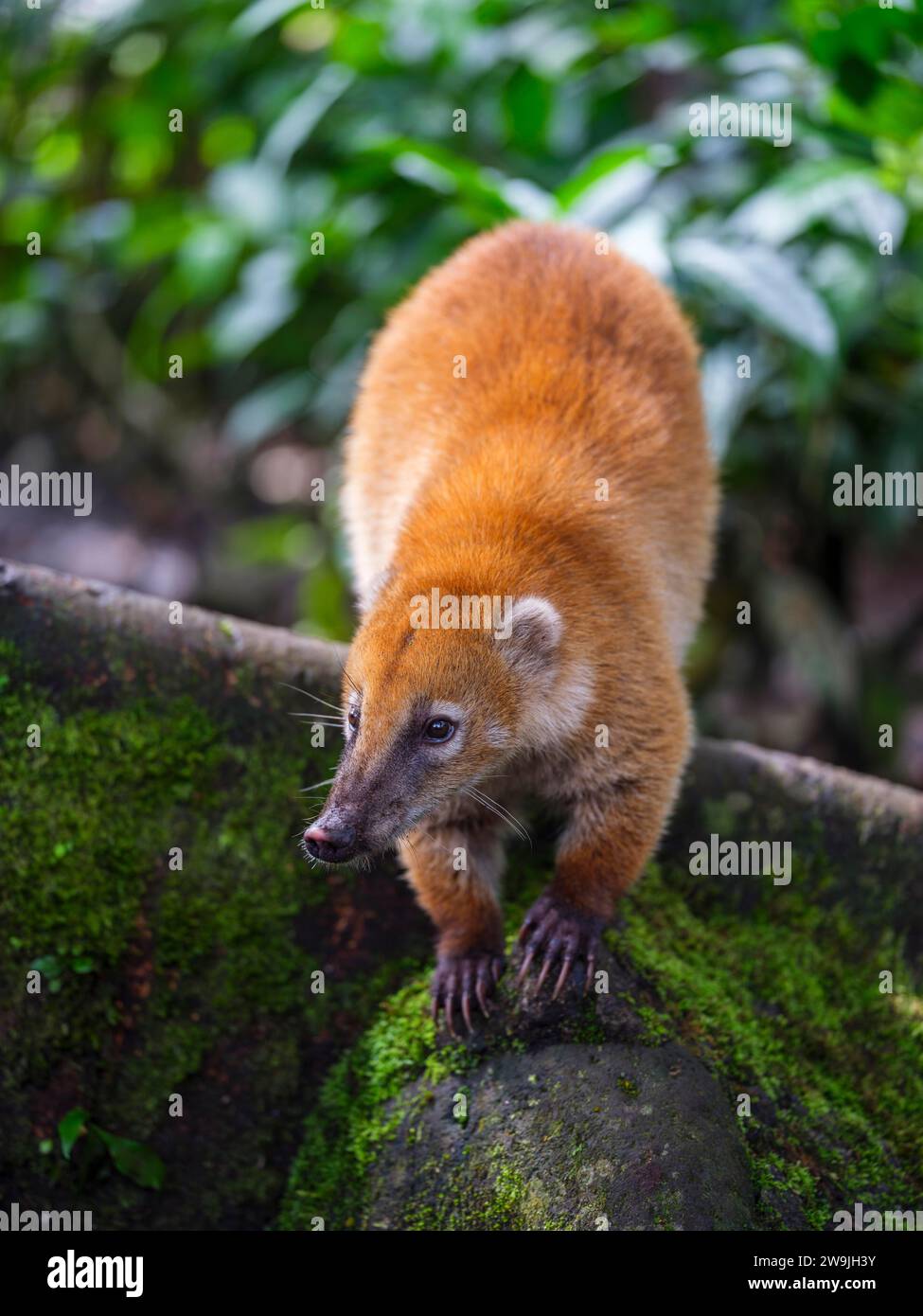 South American coati (Nasua nasua), adult, captive, Pastaza Province ...