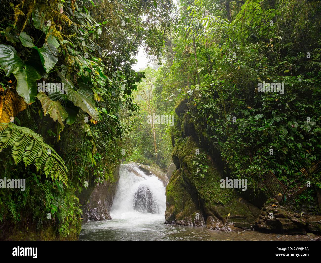 Small waterfall in the cloud forest, Mindo, Pichincha province, Ecuador ...