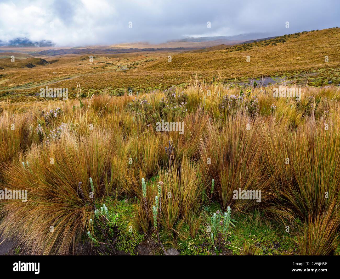 Paramo landscape in Antisana National Park, Napo Province, Ecuador ...