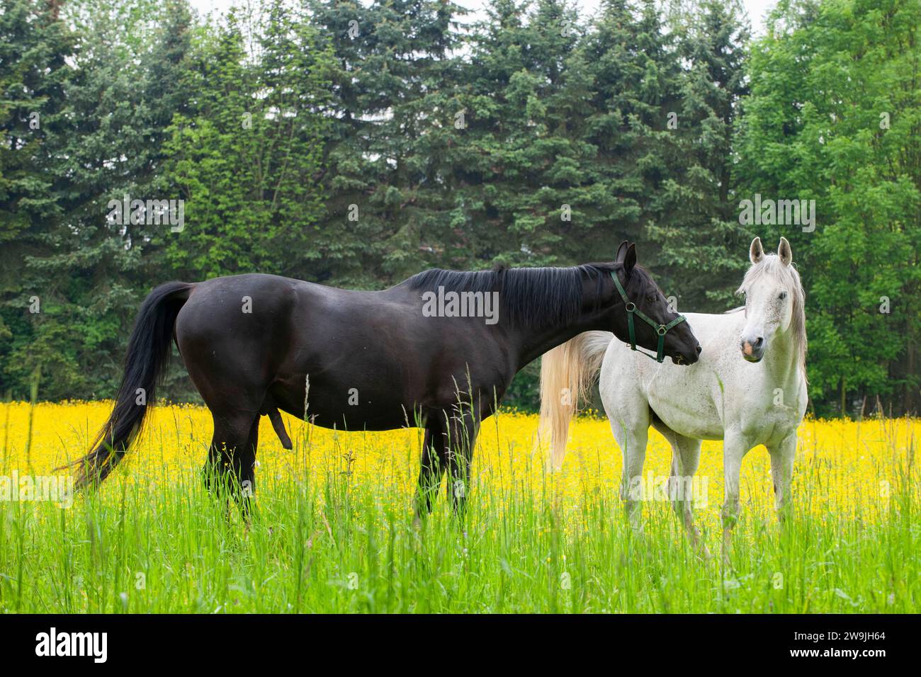 White and black horse on a flower meadow, paddock, grey horse, black ...