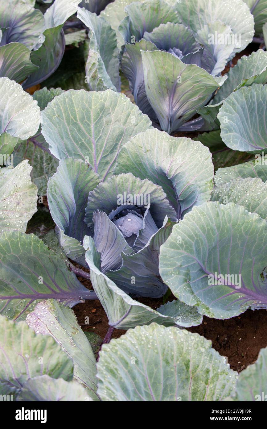 White cabbage, white cabbage, close-up, field, Baden-Wuerttemberg ...