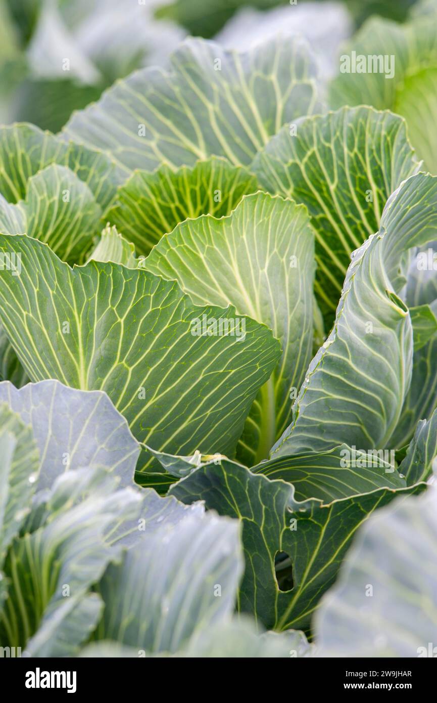 White cabbage, close-up, field, Baden-Wuerttemberg, Germany Stock Photo ...
