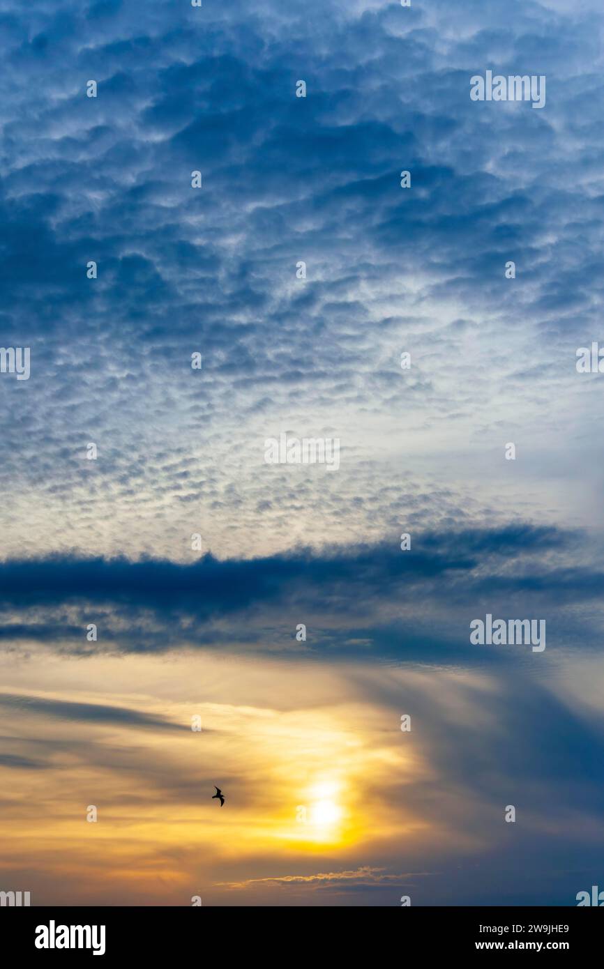 Seagull setting hi-res stock photography and images - Alamy