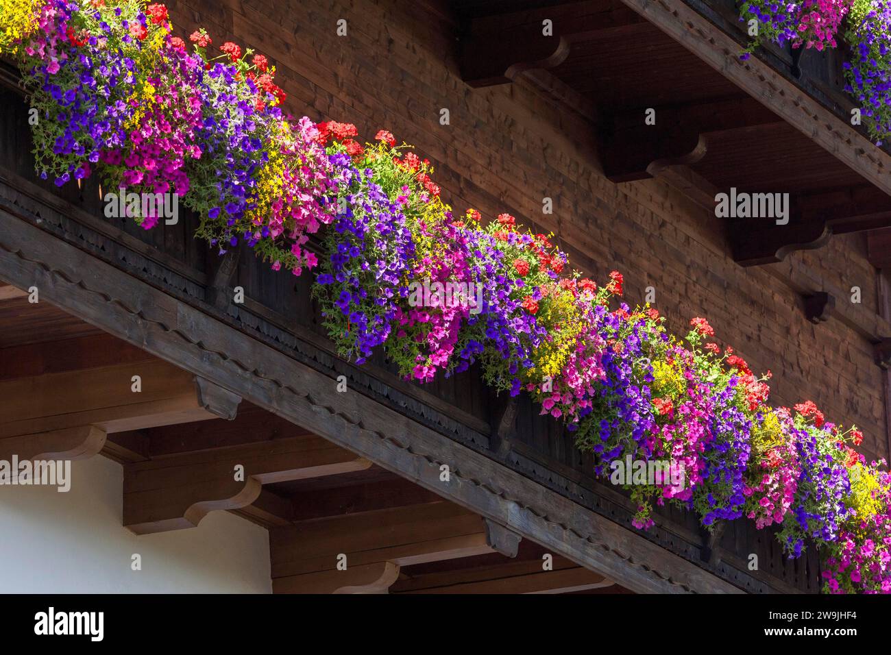 Summer flowers, petunias (Petunia) and geraniums (Pelargonium) on a ...