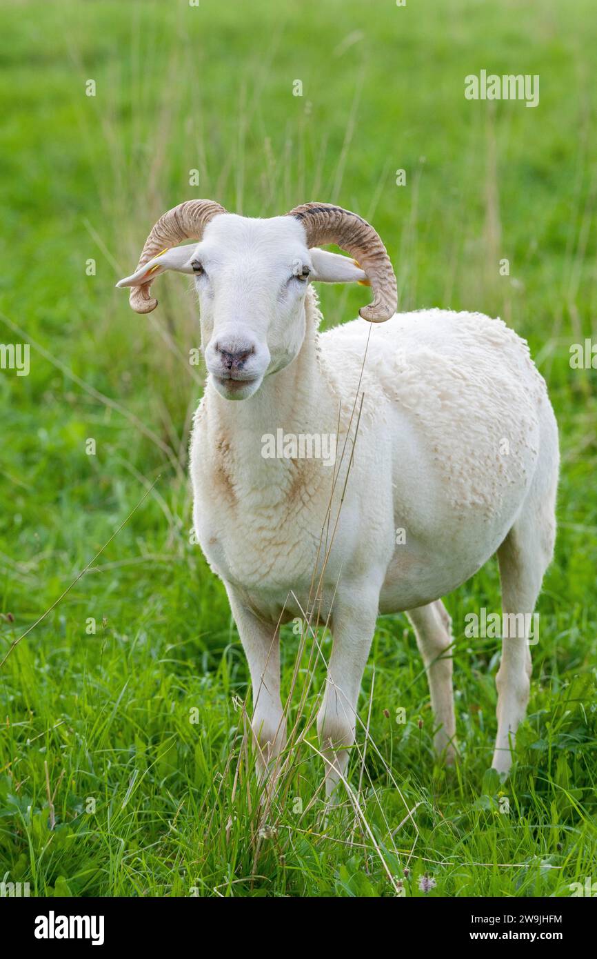 Male sheep hi-res stock photography and images - Alamy