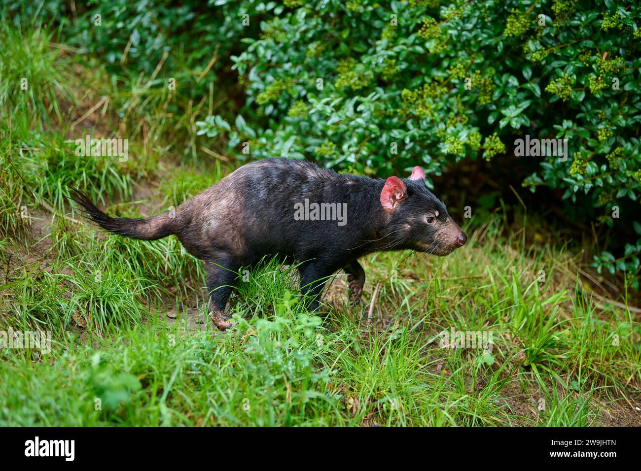 Tasmanian devil (Sarcophilus harrisii), moving through green grass next to a bush, captive ...