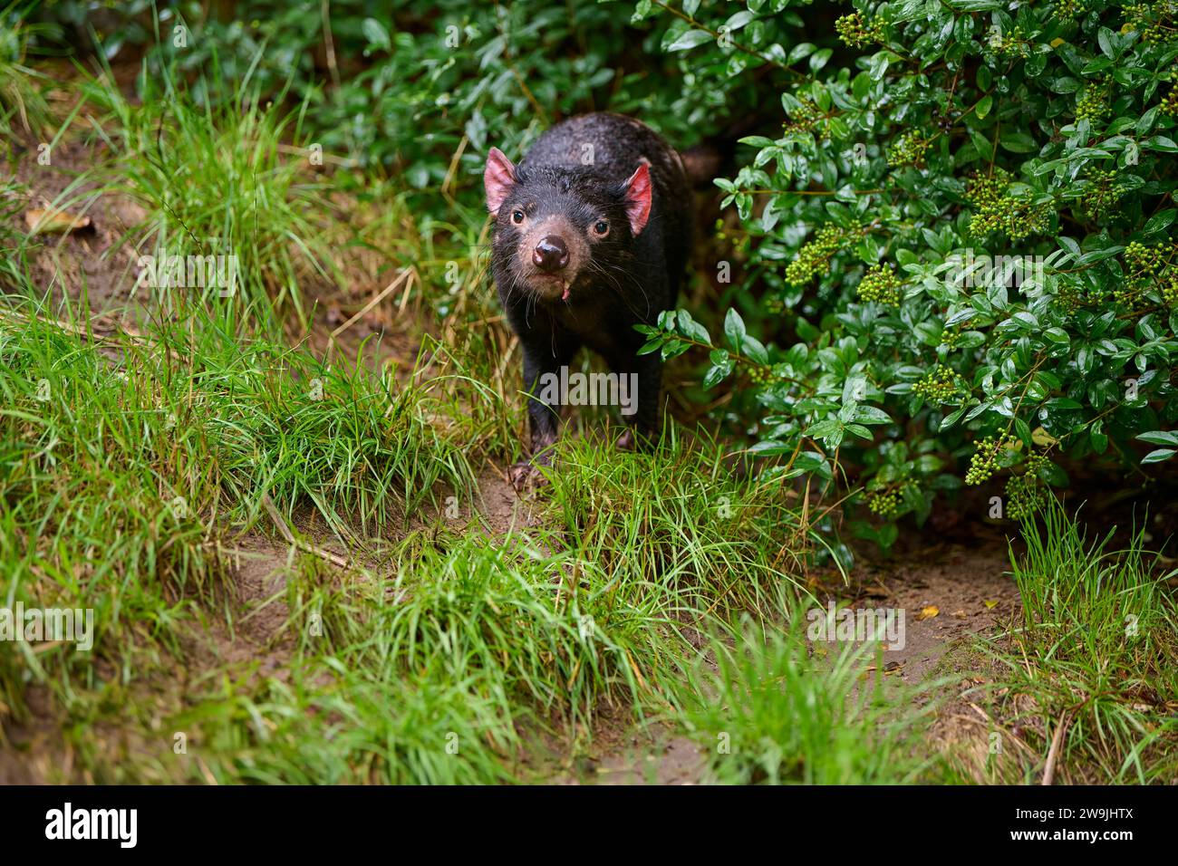 Tasmanian devil (Sarcophilus harrisii), moving through green grass next to a bush, captive ...