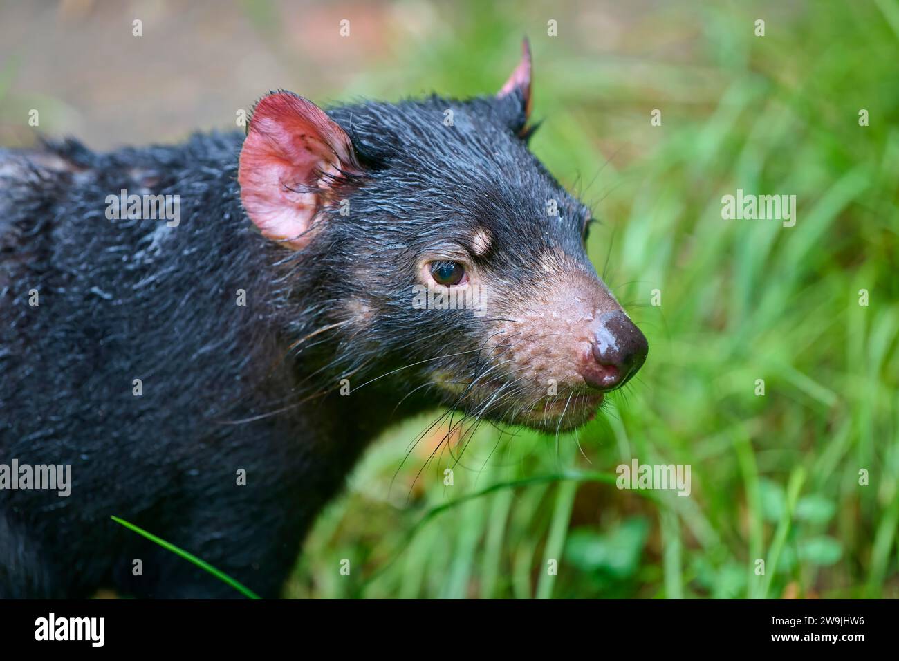 Tasmanian devil (Sarcophilus harrisii), portrait, captive, Germany Stock Photo - Alamy
