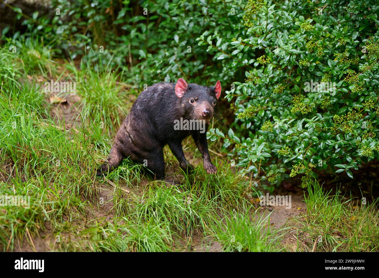 Tasmanian devil (Sarcophilus harrisii), moving through green grass next to a bush, captive ...