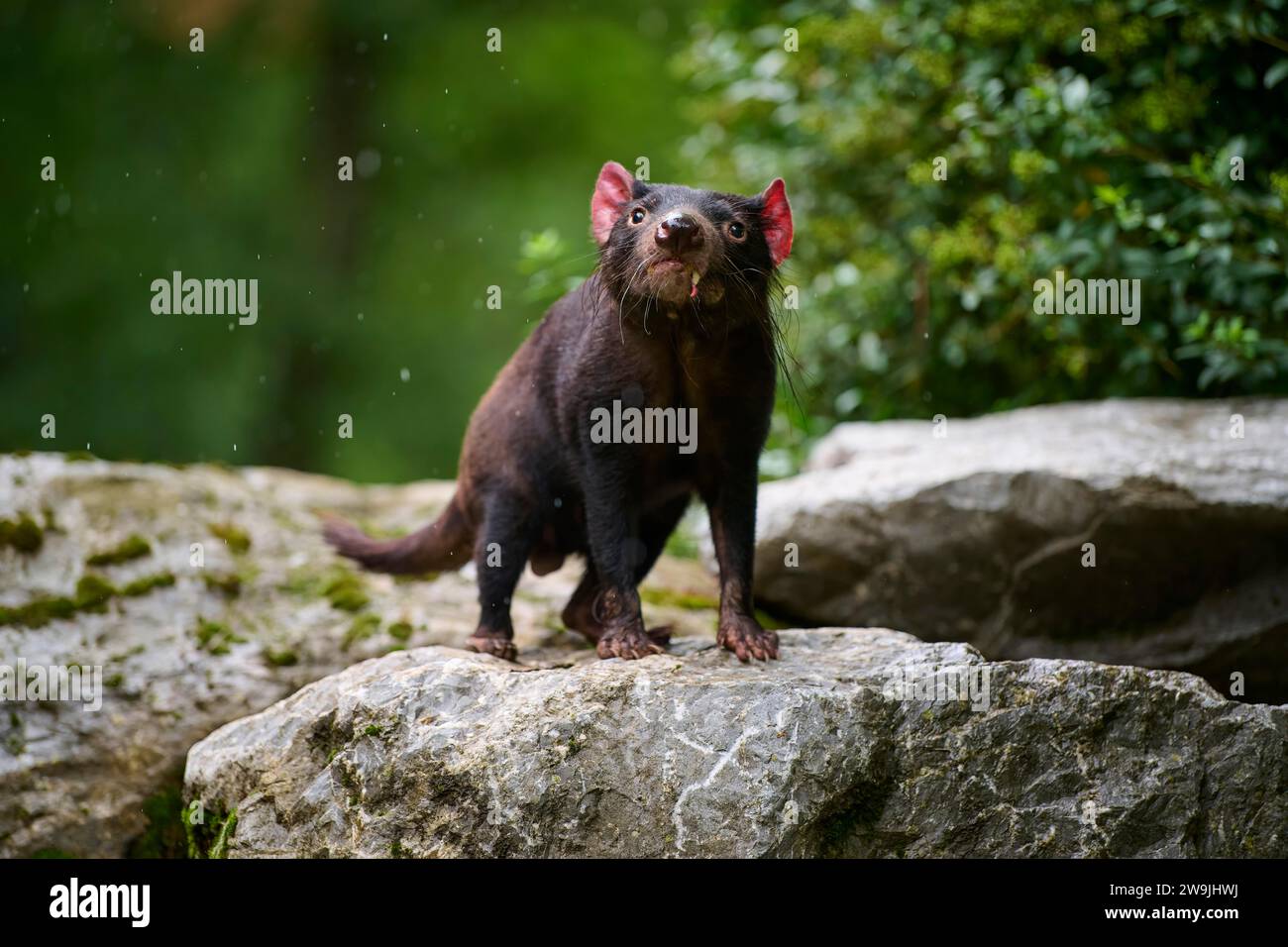 Tasmanian devil (Sarcophilus harrisii), standing on a rock, surrounded by green nature in the ...