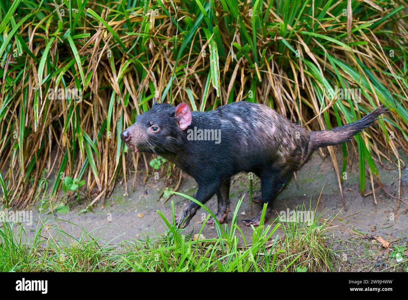 Tasmanian devil (Sarcophilus harrisii), runs next to grasses, captive, Germany Stock Photo - Alamy