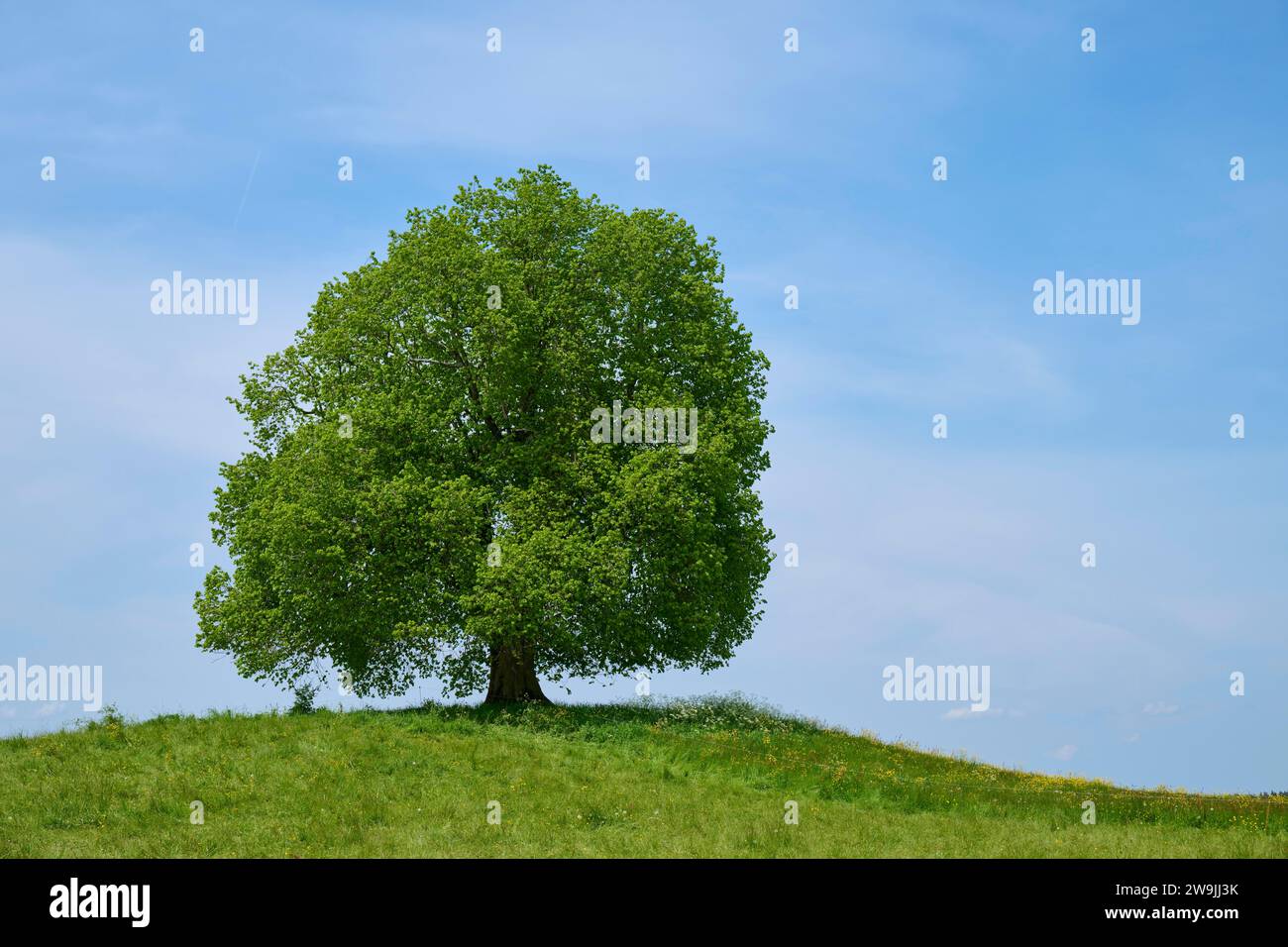 Single lime tree on a hill in a green meadow under a slightly blue sky ...