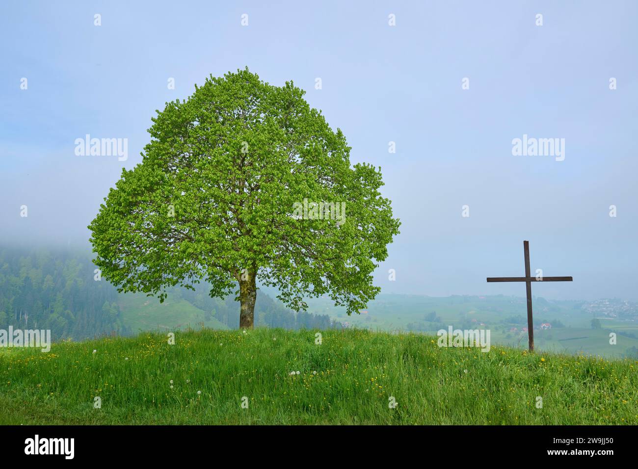 A lonely tree and cross on a misty hill, surrounded by greenery and ...