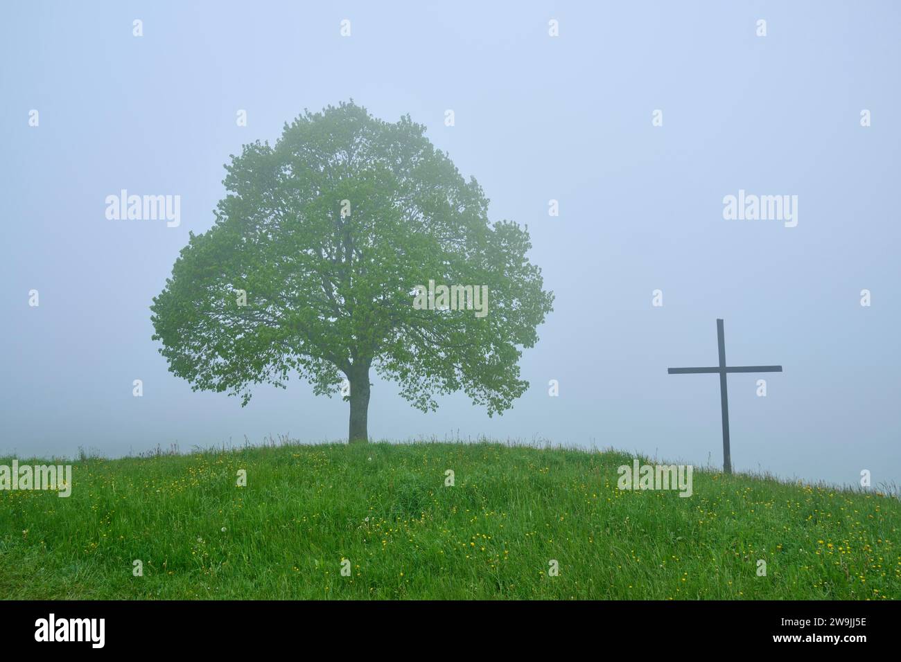 A lonely tree and cross on a misty hill, surrounded by greenery and ...
