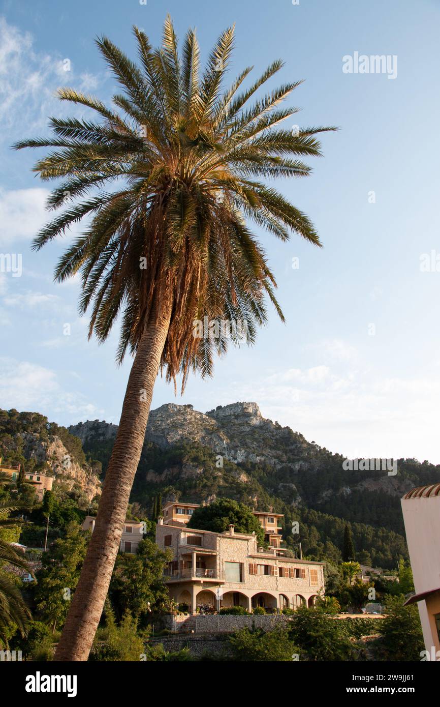 Landscape of a Mediterranean mountain village in the Tramuntana mountains with a palm tree in ...
