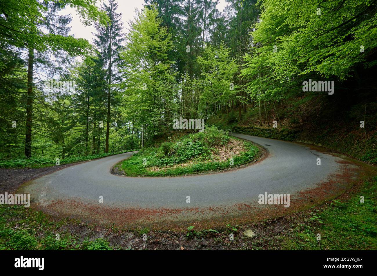 A road makes a sharp bend or turn in the middle of a green forest ...