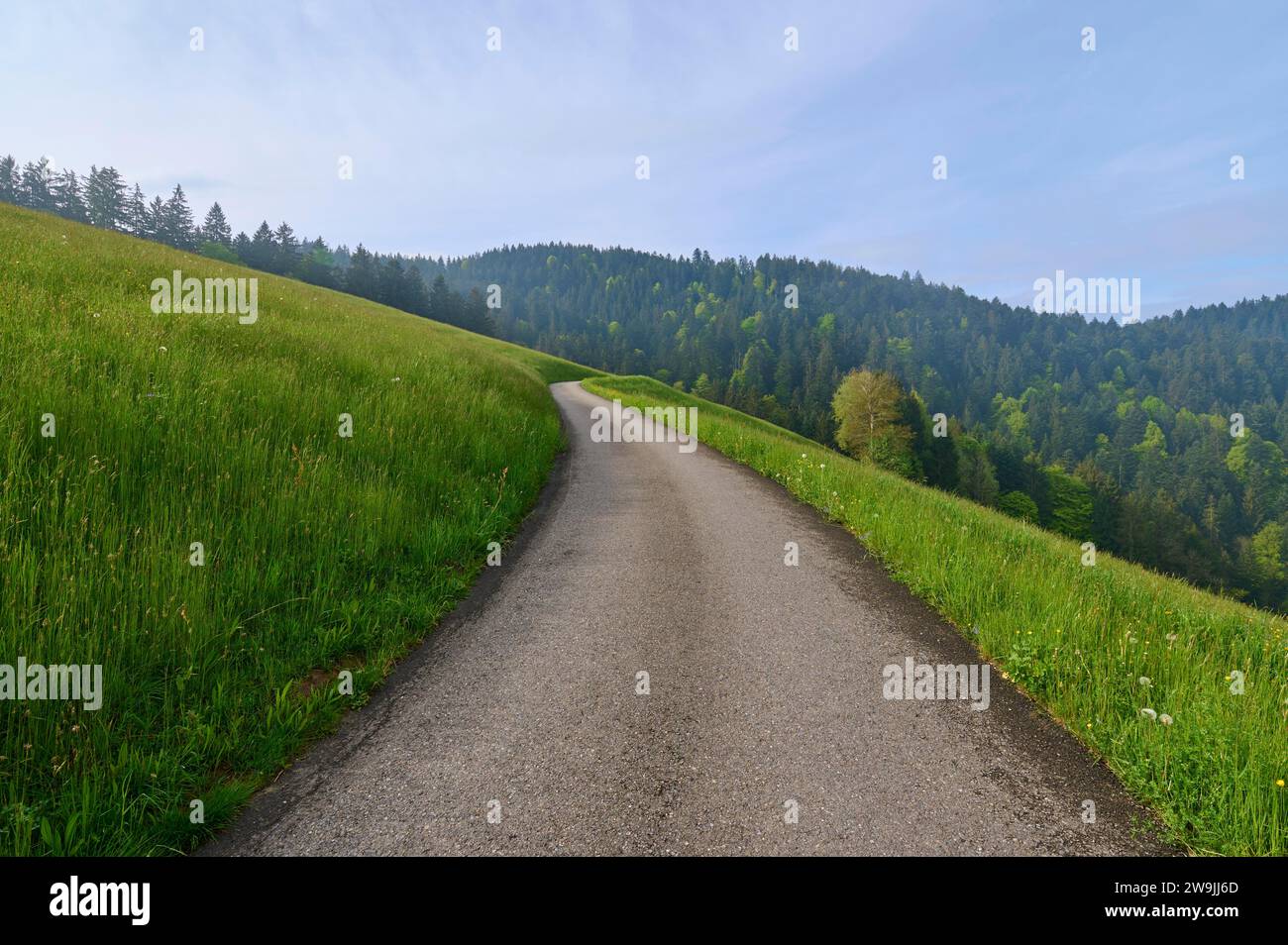 Sunny country road leads between a meadow and a forest in a hilly ...