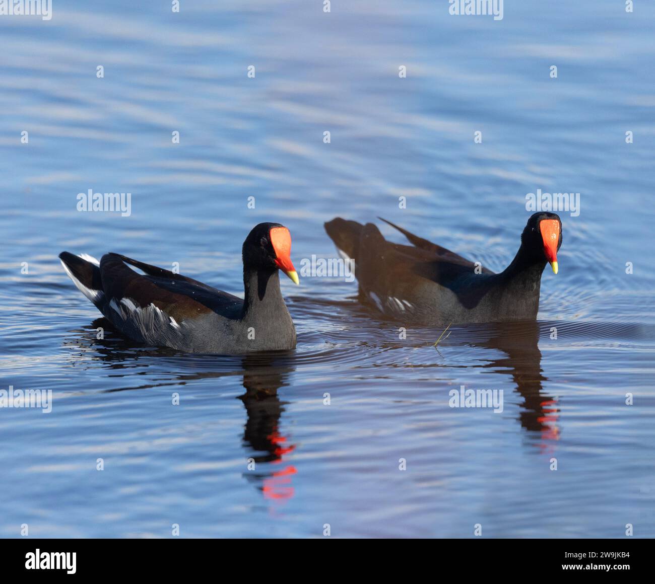 Two Common Moorhens Swimming Stock Photo - Alamy