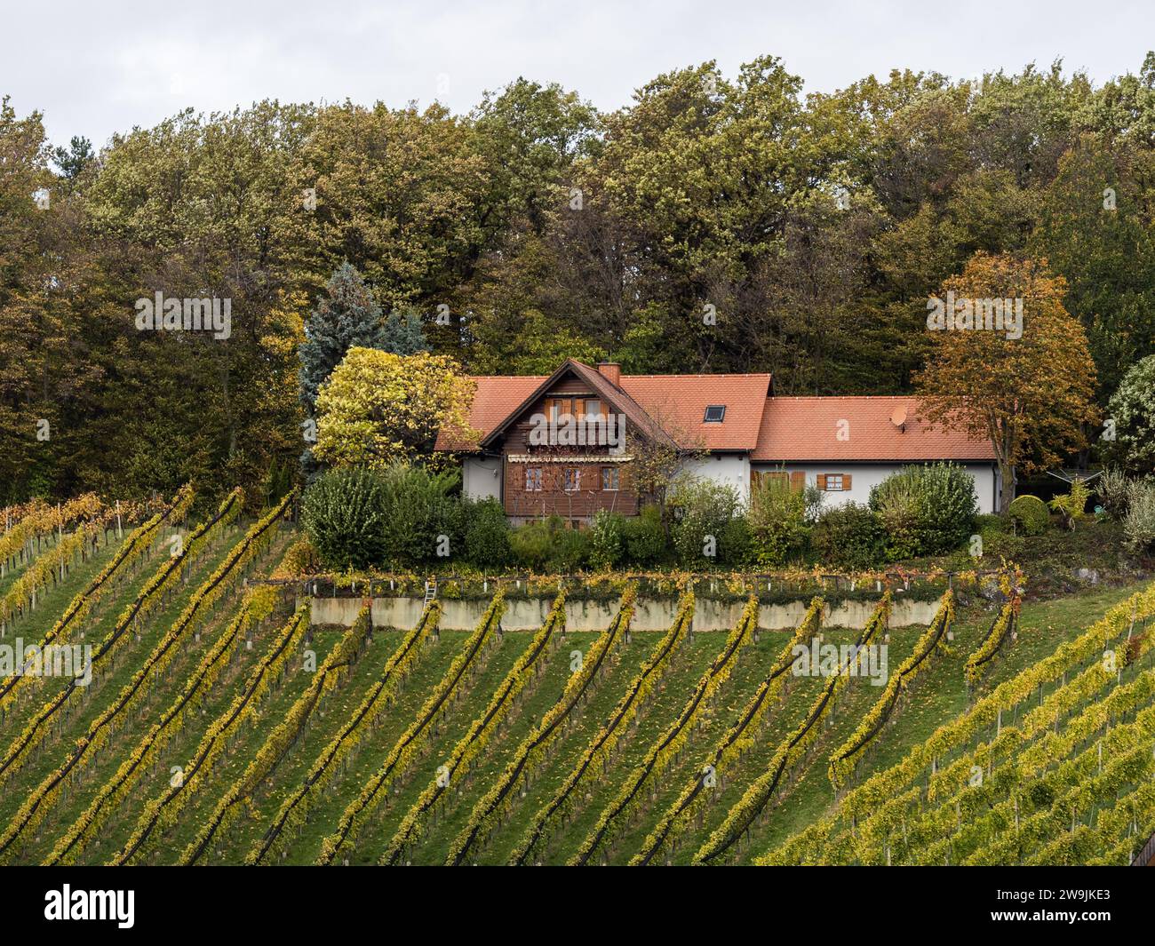 Vineyards in autumn, near Kloech, panoramic view, south-eastern Styrian ...