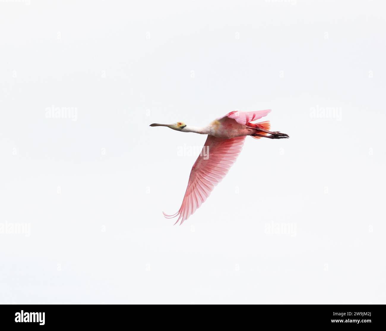 Roseate Spoonbill Adult in Flight Stock Photo - Alamy